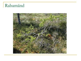 Raba | PPT | Free Download