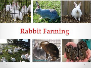 Rabbir farming | PPT