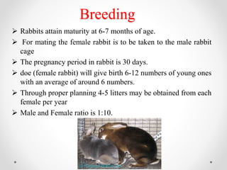 Rabbir farming | PPT