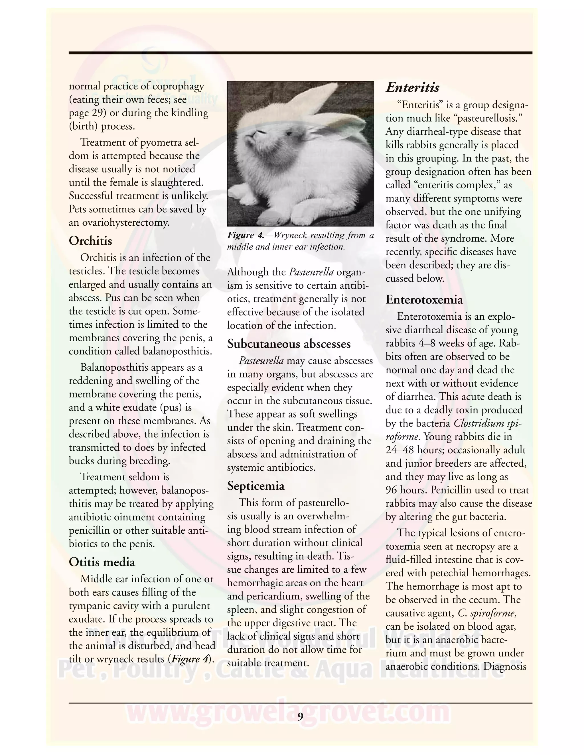 Rabbit Diseases & Parasites | PDF