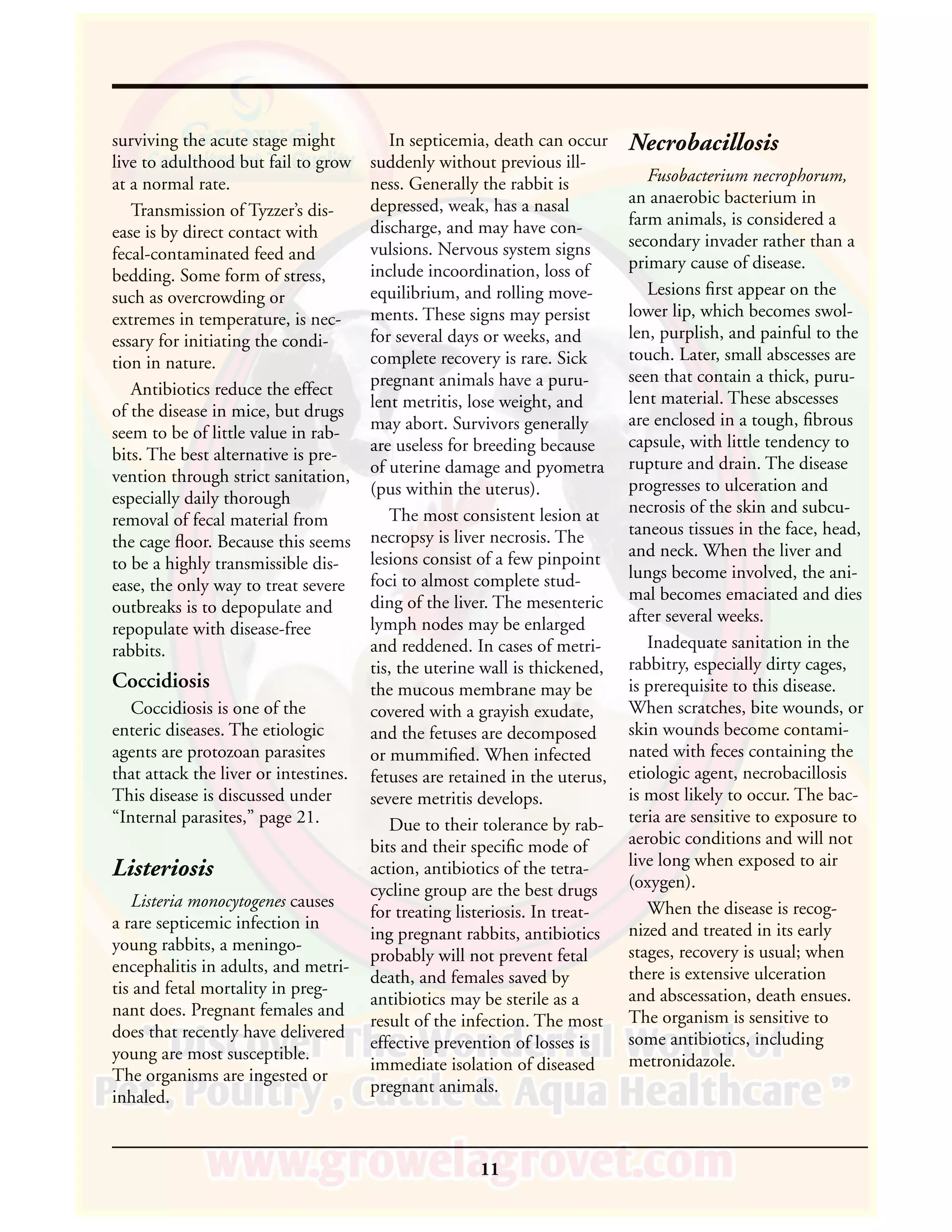 Rabbit Diseases & Parasites | PDF