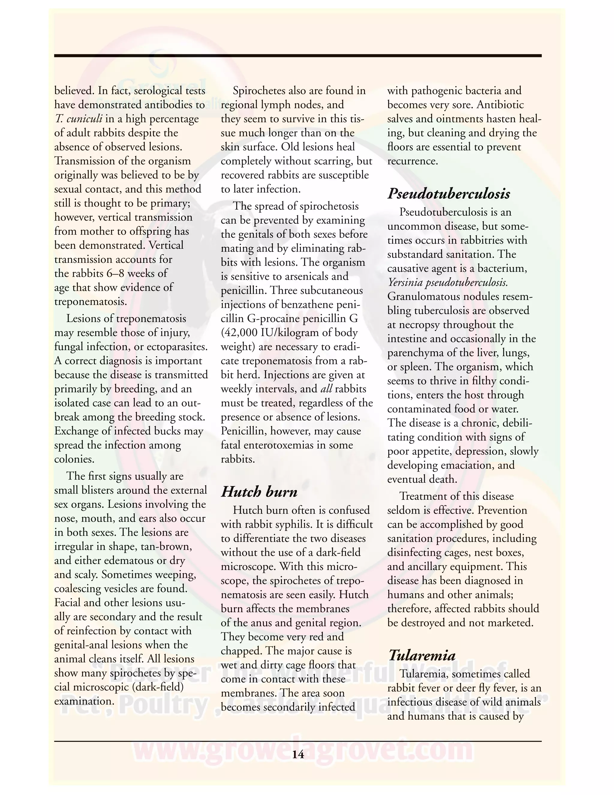 Rabbit Diseases & Parasites | PDF