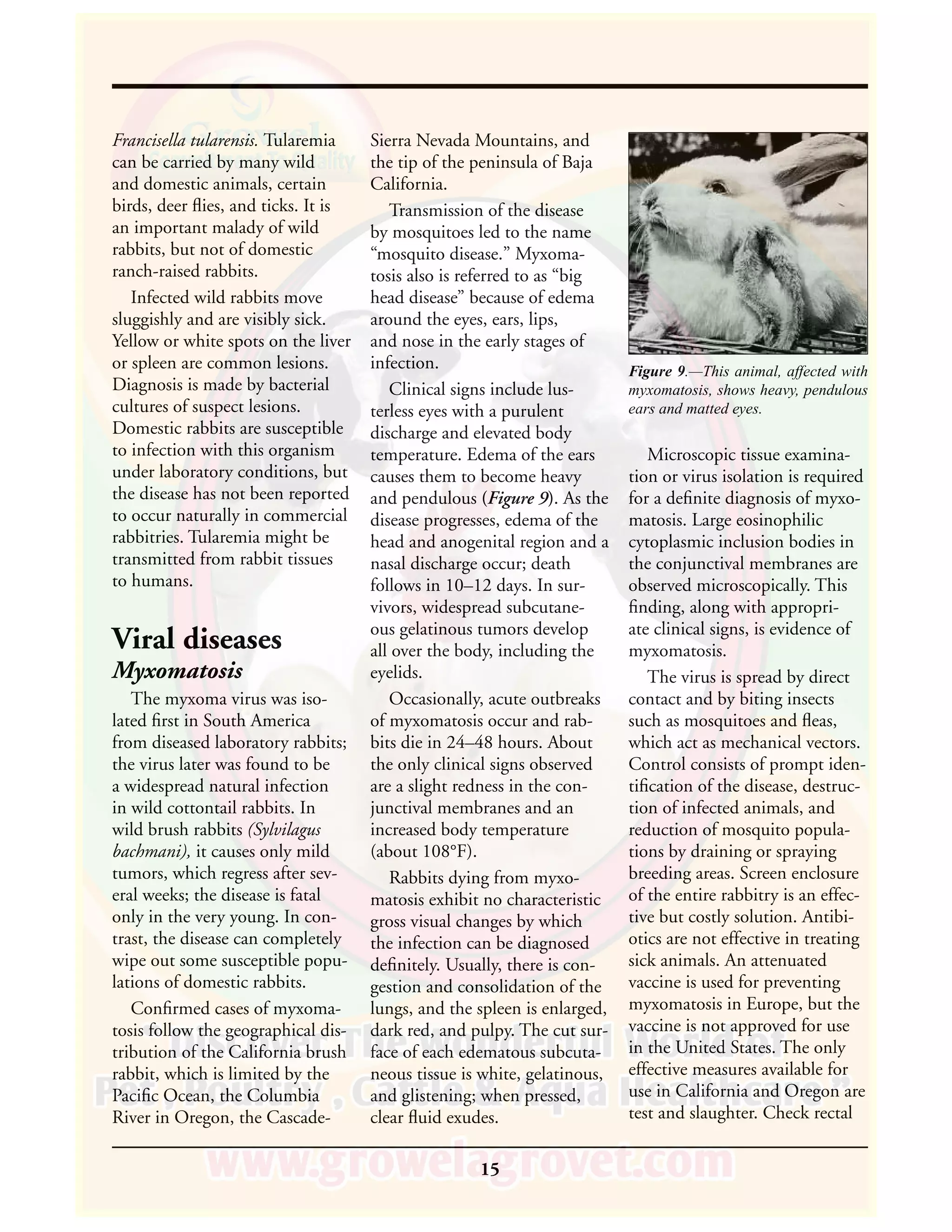 Rabbit Diseases & Parasites | PDF