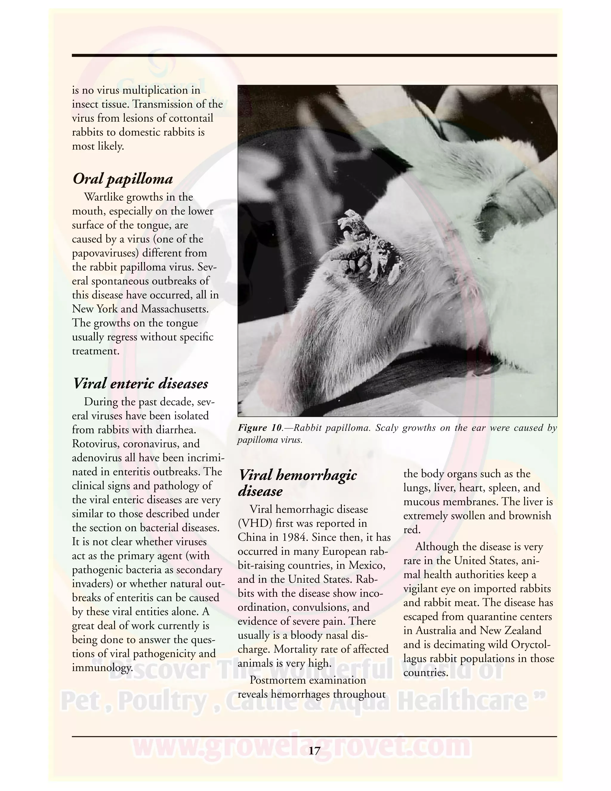 Rabbit Diseases & Parasites | PDF