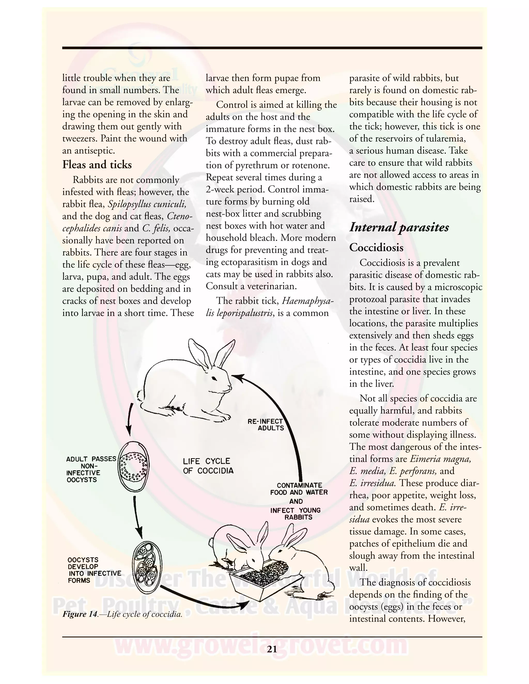 Rabbit Diseases & Parasites | PDF