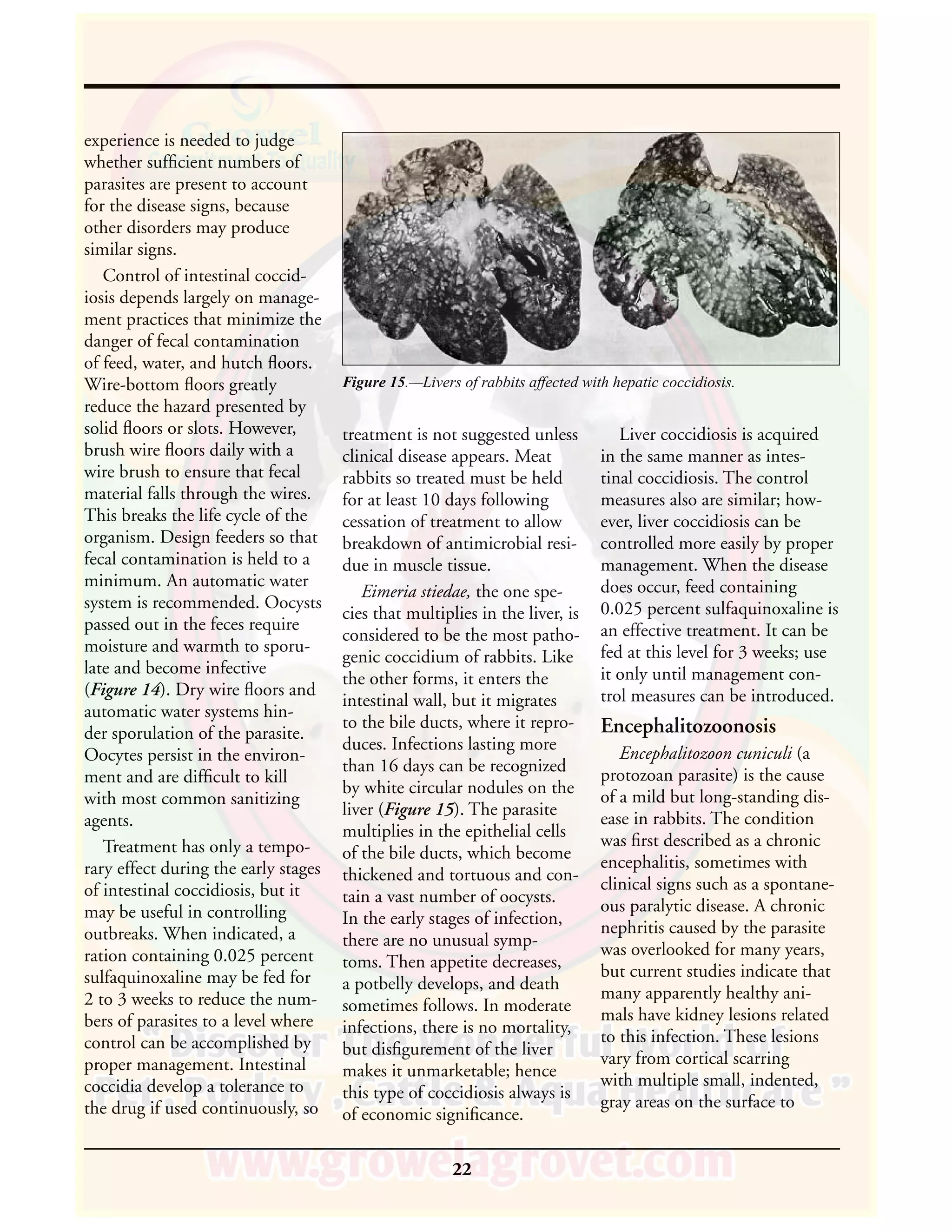 Rabbit Diseases & Parasites | PDF