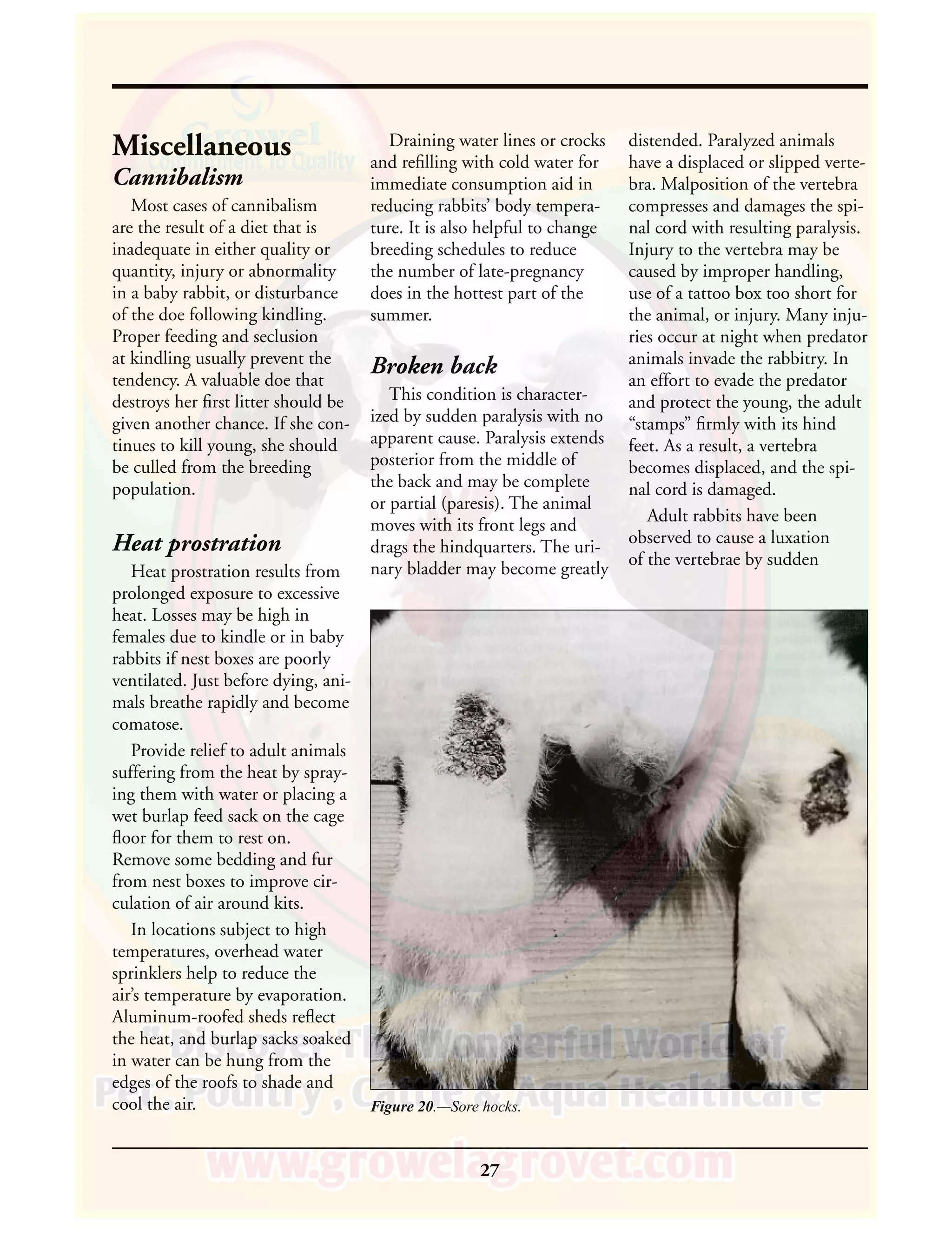 Rabbit Diseases & Parasites | PDF