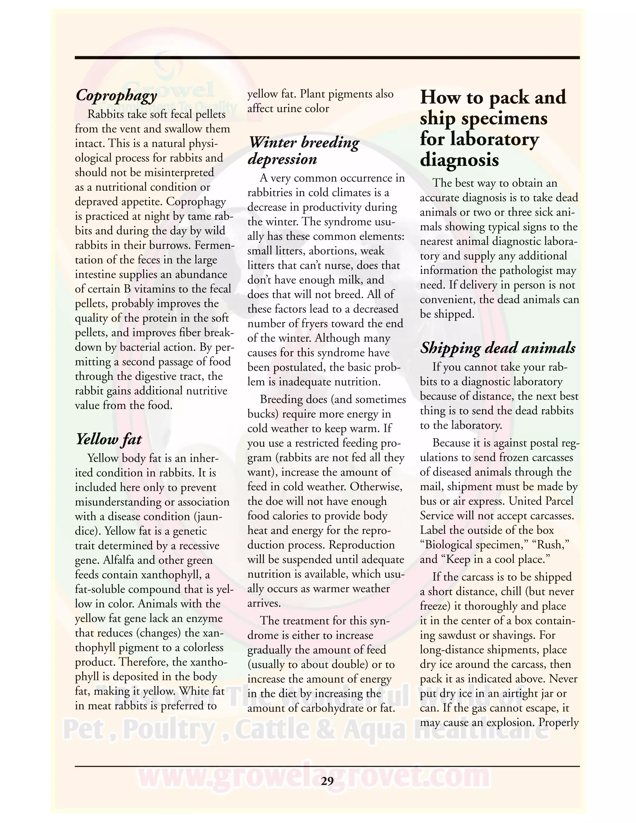 Rabbit Diseases & Parasites | PDF