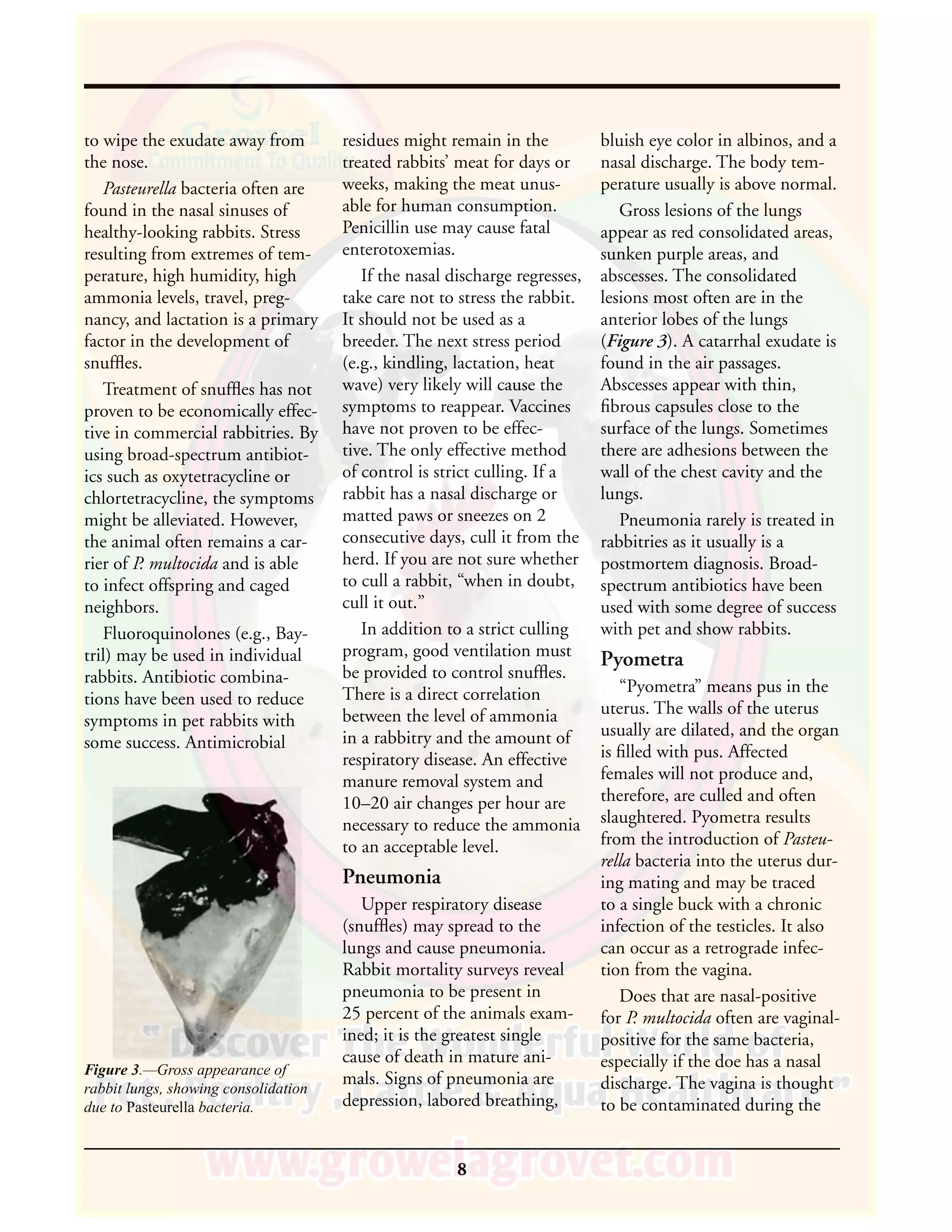 Rabbit Diseases & Parasites | PDF