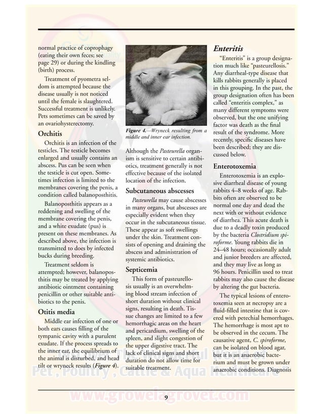 Rabbit Diseases & Parasites | PDF | Infectious Diseases | Diseases and ...
