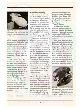 Rabbit Diseases & Parasites | PDF