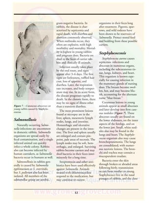 Rabbit Diseases & Parasites | PDF