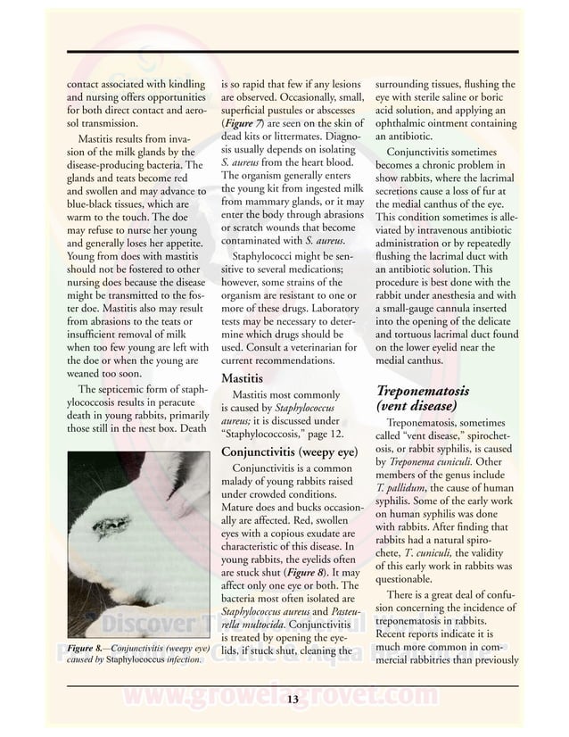 Rabbit Diseases & Parasites | PDF | Infectious Diseases | Diseases and ...