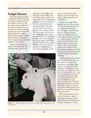 Rabbit Diseases & Parasites | PDF