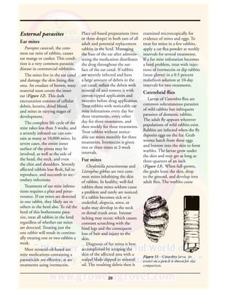 Rabbit Diseases & Parasites | PDF