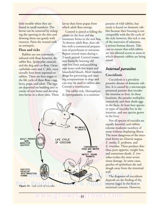 Rabbit Diseases & Parasites | PDF