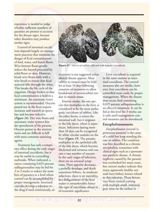 Rabbit Diseases & Parasites | PDF