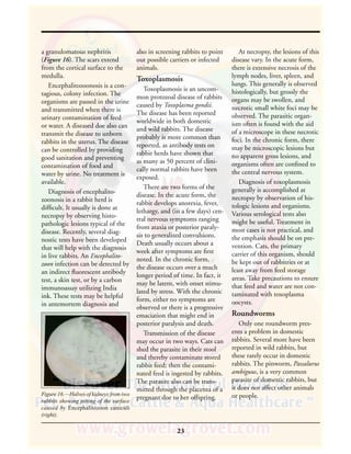 Rabbit Diseases & Parasites | PDF | Infectious Diseases | Diseases and ...