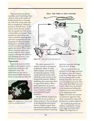 Rabbit Diseases & Parasites | PDF