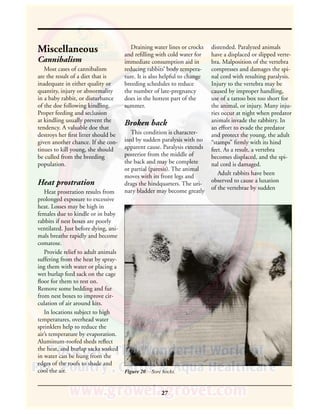 Rabbit Diseases & Parasites | PDF