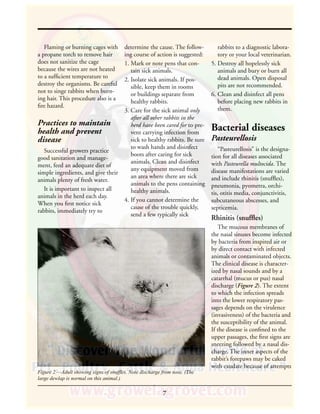 Rabbit Diseases & Parasites | PDF