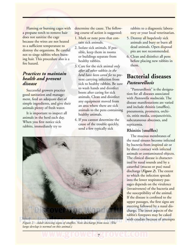 Rabbit Diseases & Parasites | PDF | Infectious Diseases | Diseases and ...