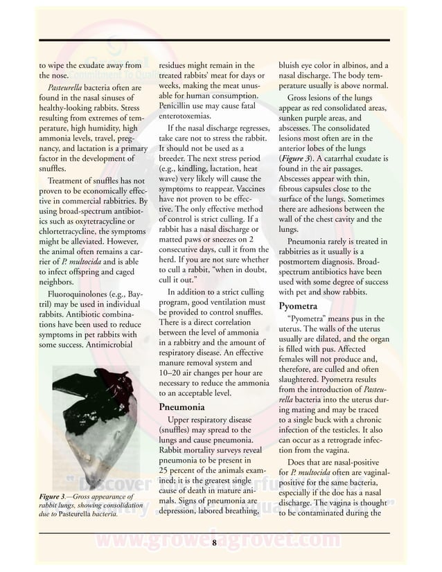 Rabbit Diseases & Parasites | PDF | Infectious Diseases | Diseases and ...