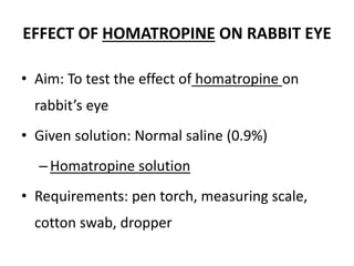 RABBIT EXPERIMENTS.pptx
