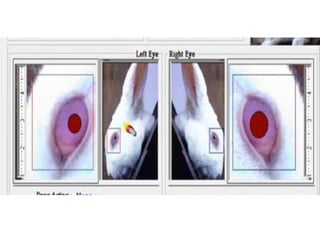 Rabbit eye experiment.pptxhfgbvfhjvfyhbvg | PPTX