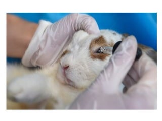 Rabbit eye experiment.pptxhfgbvfhjvfyhbvg | PPTX