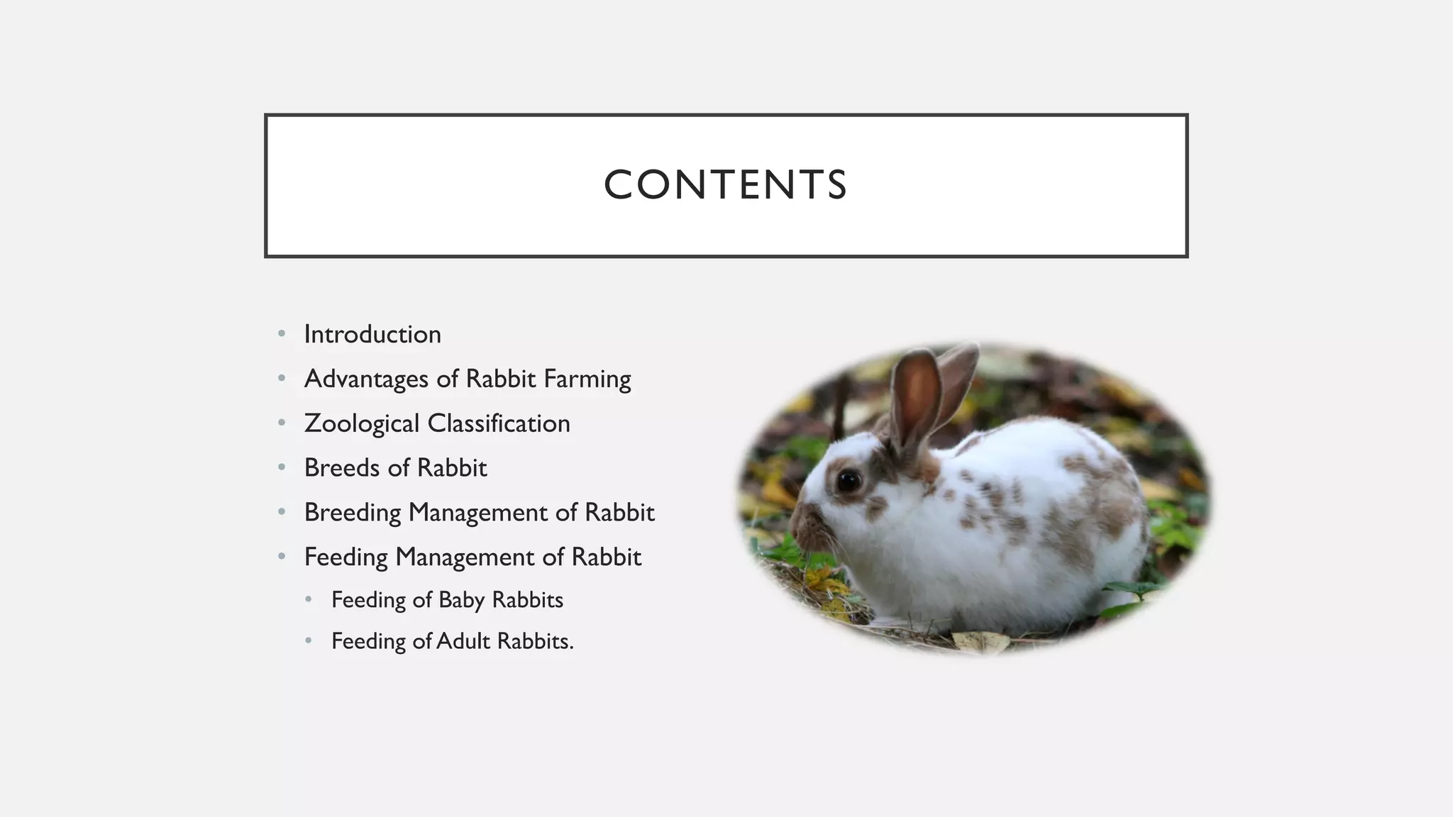 Rabbit farming | PDF