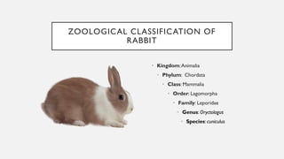 Rabbit farming | PDF