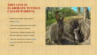 Rabbit general | PPTX