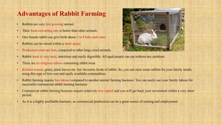 Rabbit general | PPTX