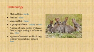 Rabbit general | PPTX