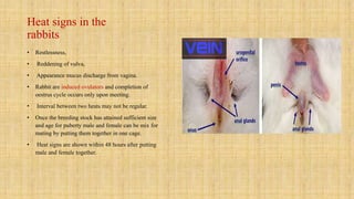 Rabbit general | PPTX