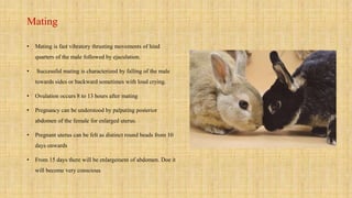 Rabbit general | PPTX