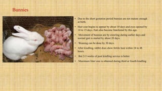 Rabbit general | PPTX