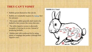 Rabbit general | PPTX