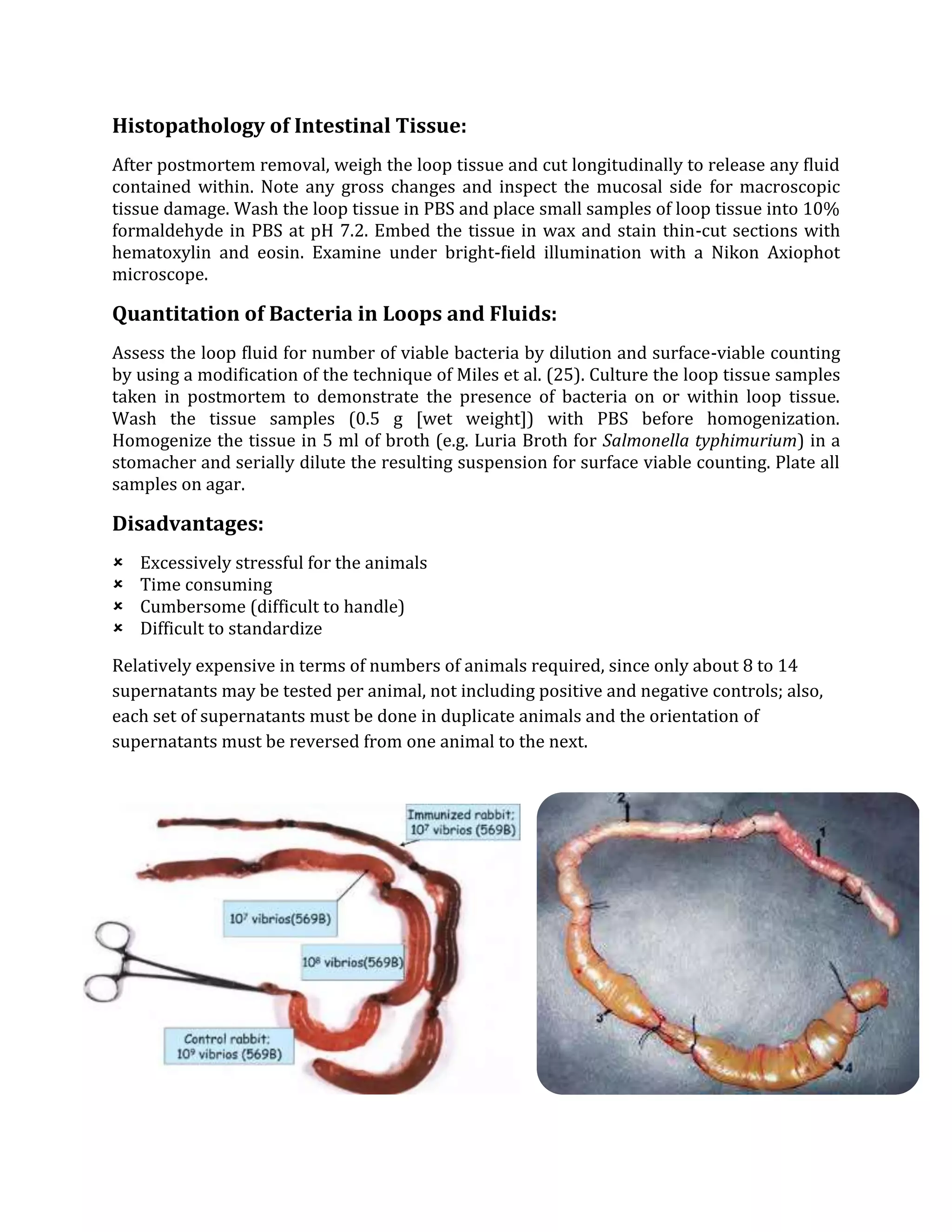 Rabbit ileal loop test | DOCX