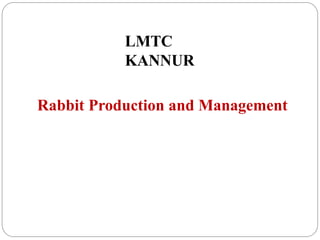 rabbit management rearing pattern, disease prevention,feeding ...