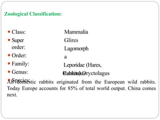 rabbit management rearing pattern, disease prevention,feeding ...