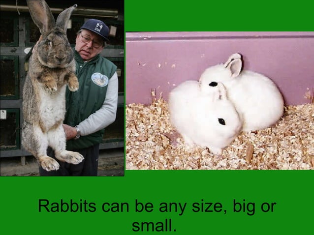 Rabbit Photo Story | PPT