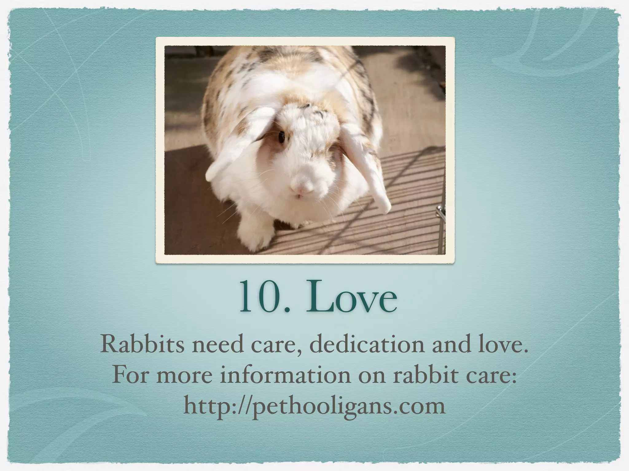 10 Top Tips for Rabbit Care | PDF