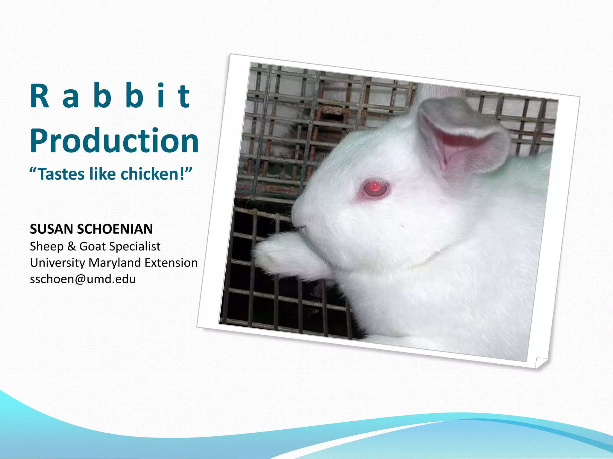 Rabbit production | PPTX