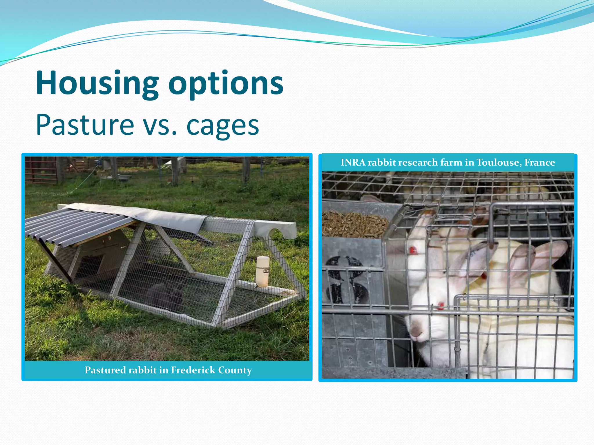 Rabbit production | PPTX