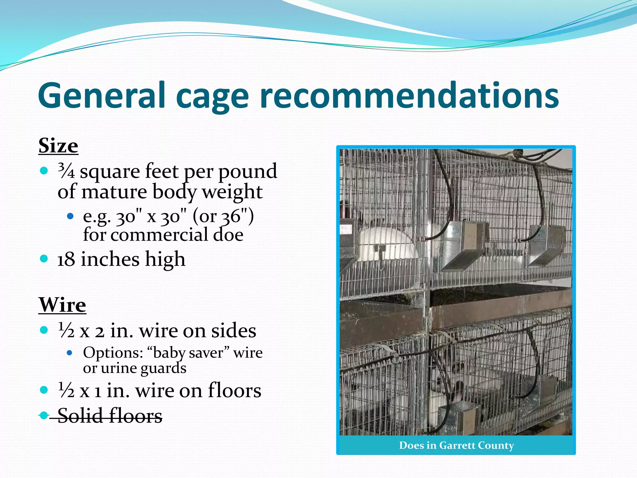 Rabbit production | PPTX