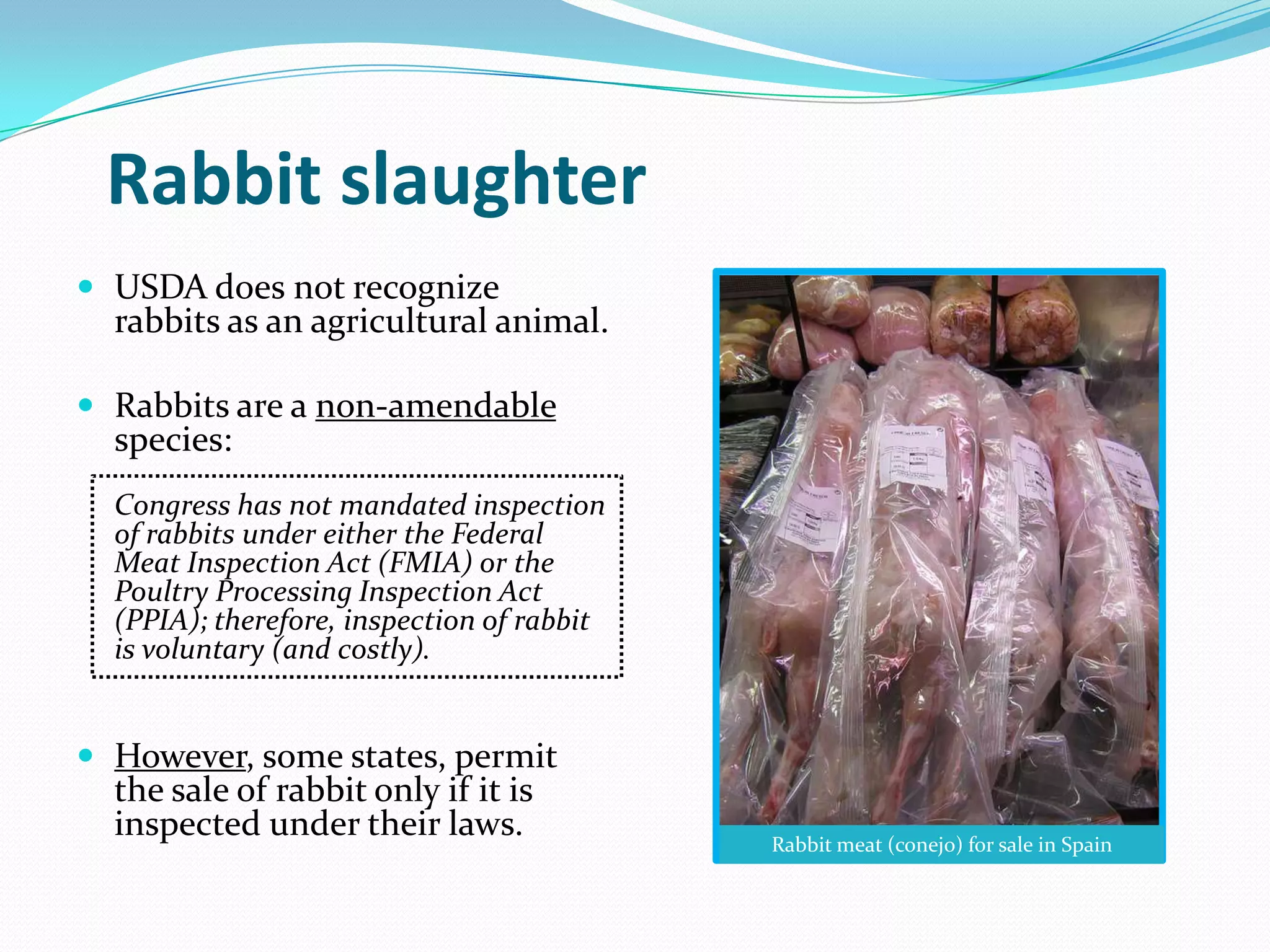 Rabbit production | PPTX