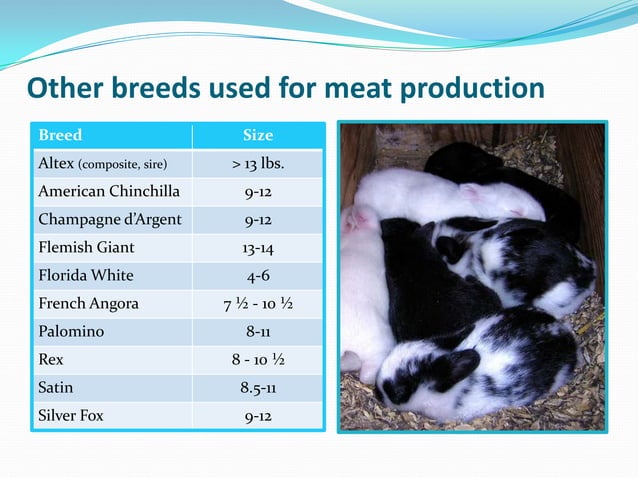 Rabbit production | PPT