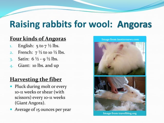 Rabbit production | PPTX | Zoos & Aquariums | Attractions